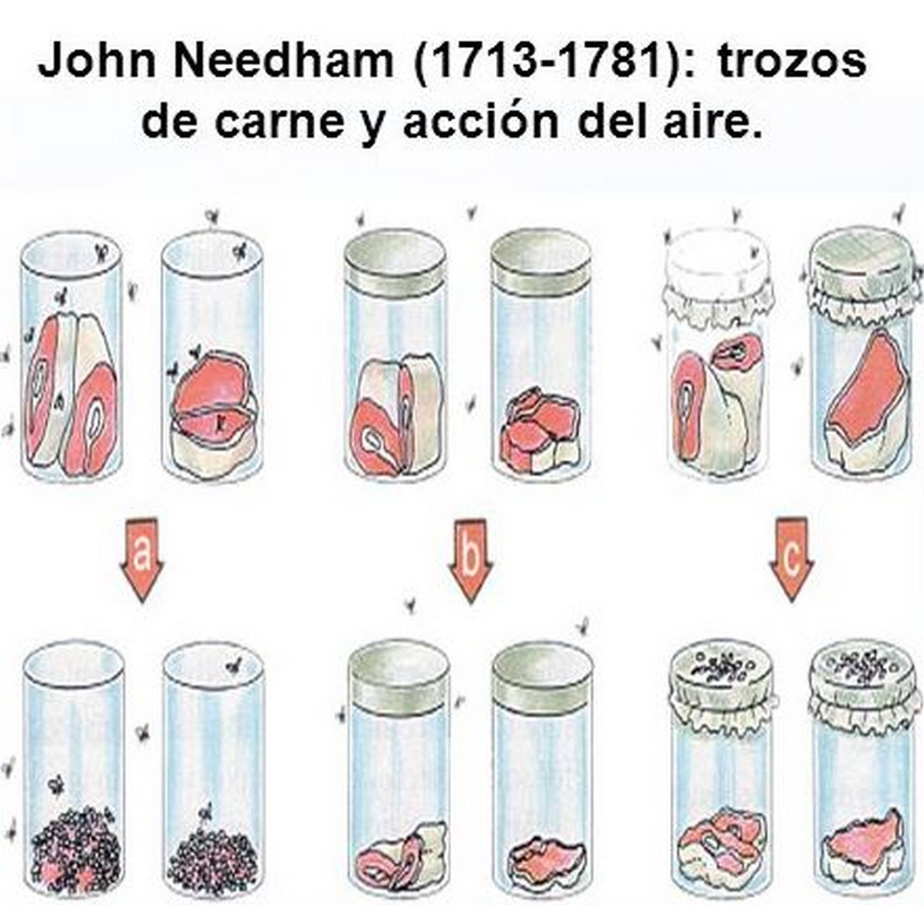 Descubre, lo que es la Generación Espontánea